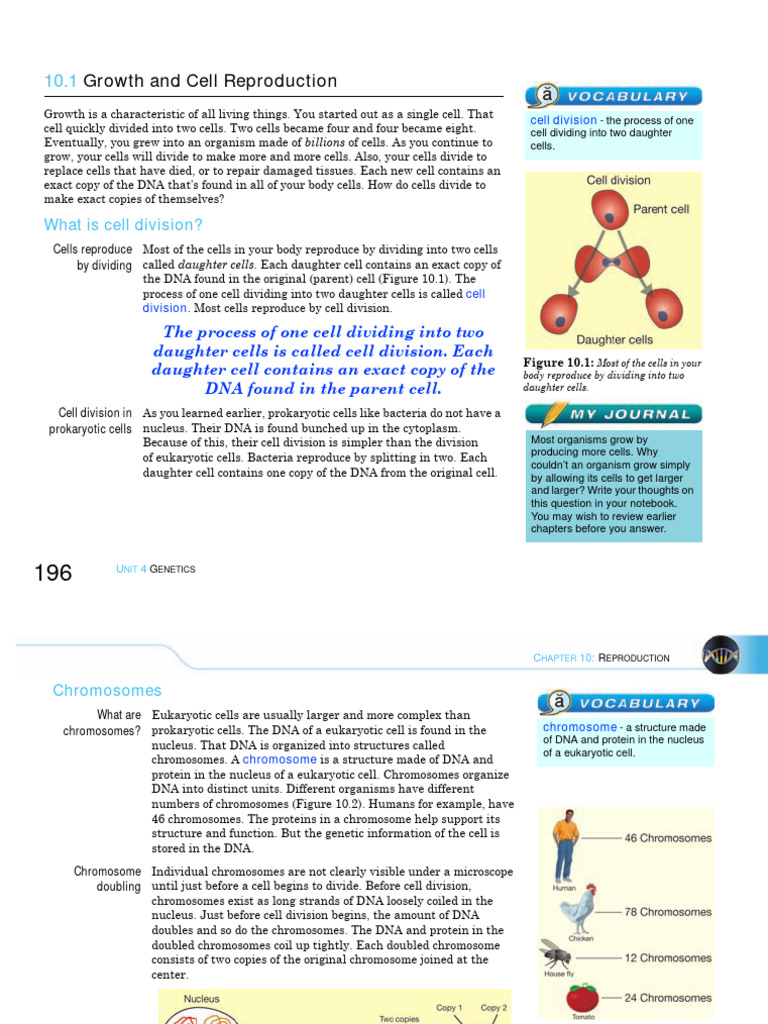 Mendel Heredity | PDF | Genotype | Ploidy