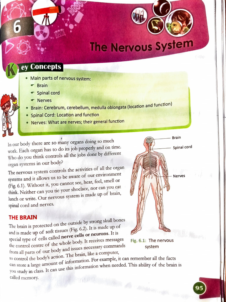 Biology, Lesson-6 | PDF | Nerve | Vertebral Column
