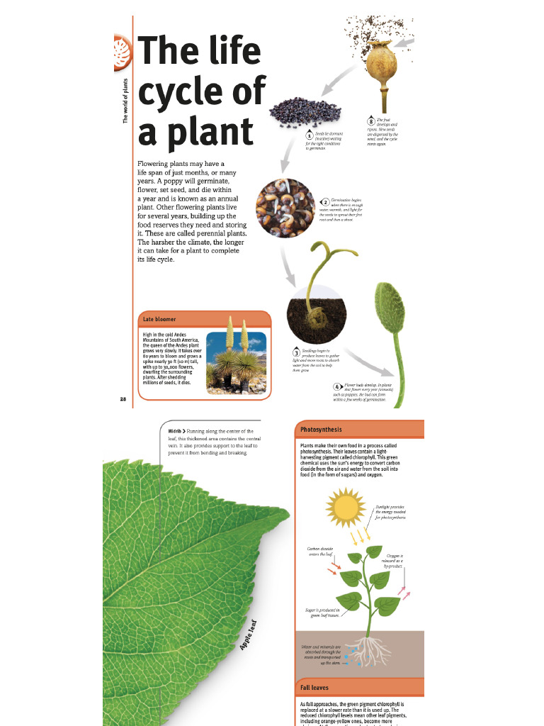 Plants | PDF