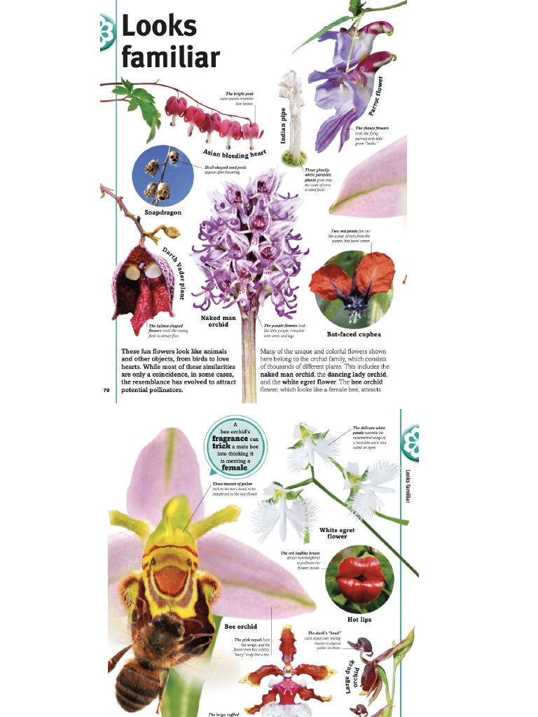 Flowers 2 | PDF