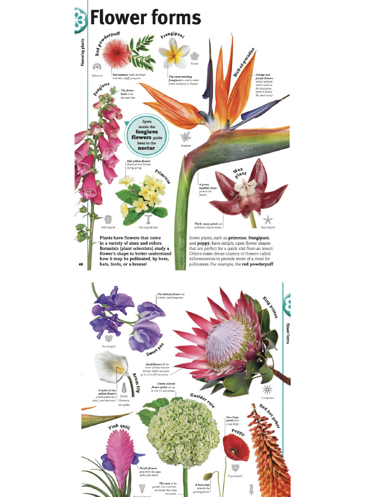 Flowers | PDF