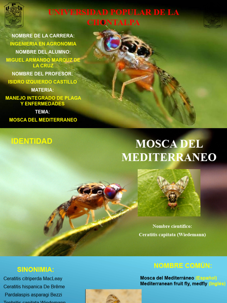 Mosca del Mediterráneo: Plaga y Control en México | PDF | Control ...