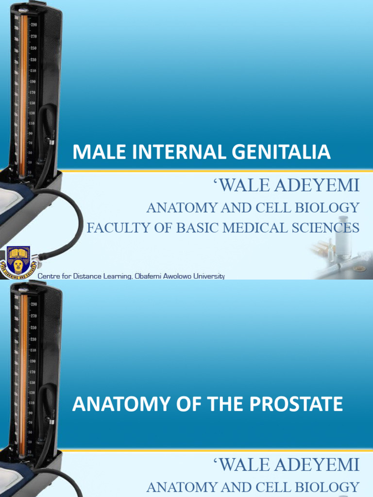 Male Internal Genitalia | PDF | Prostate | Medical Specialties