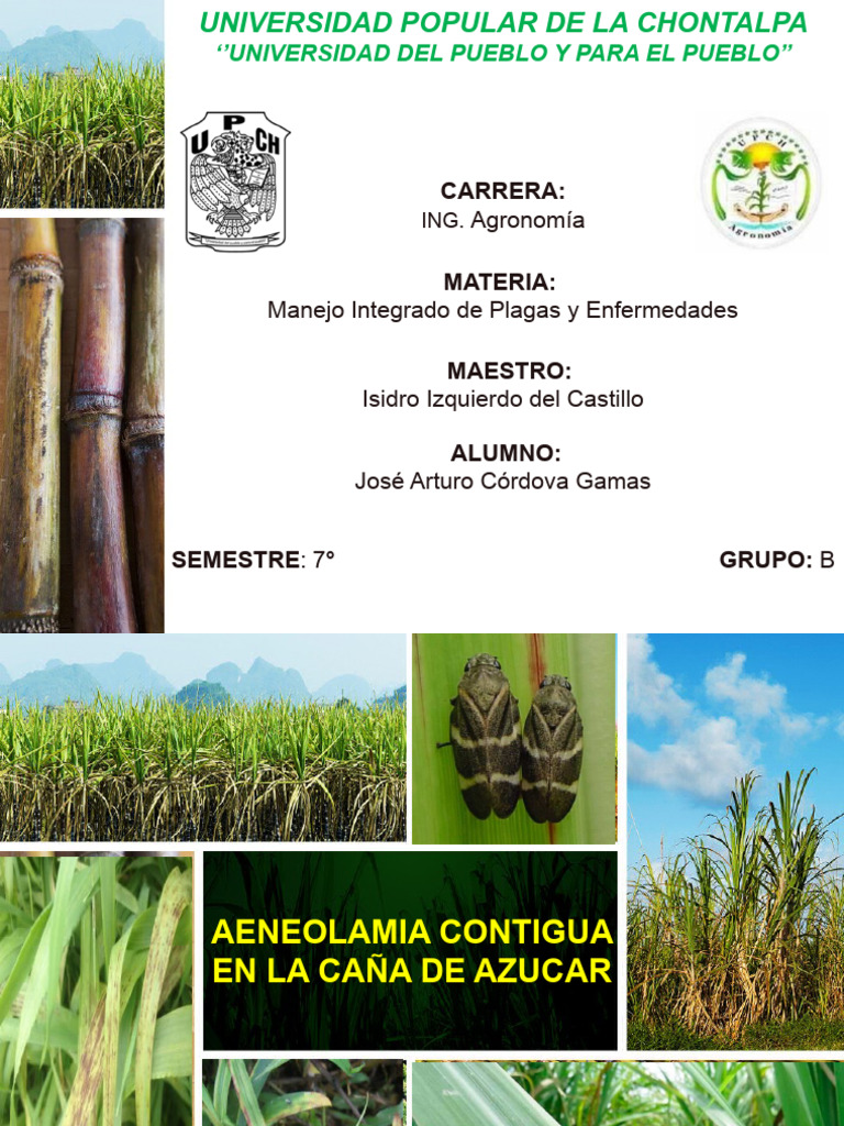 Mosca Pinta-1 | PDF | Control biológico de plagas | Plaga (organismo)