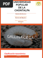 Mosca Pinta-1 | PDF | Control biológico de plagas | Plaga (organismo)