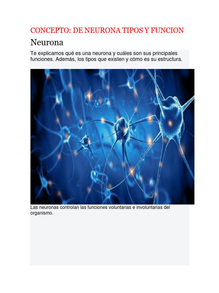 Concepto Neurona, Tipos y Funcion | PDF | Neurona | Axon