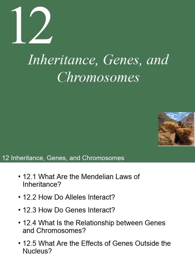 Ch12 Lecture-Inheritance, Genes, and Chromosomes (1) 2 | PDF | Allele ...