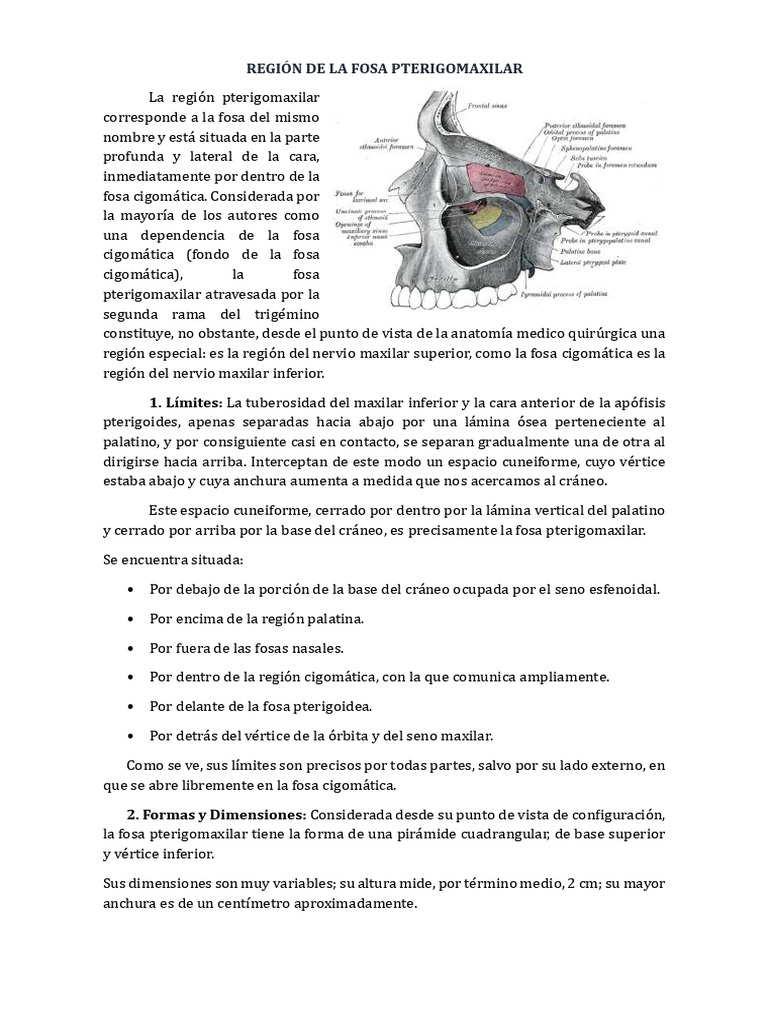 Anatomía de la Fosa Pterigomaxilar | PDF | Sistema esquelético | Cara