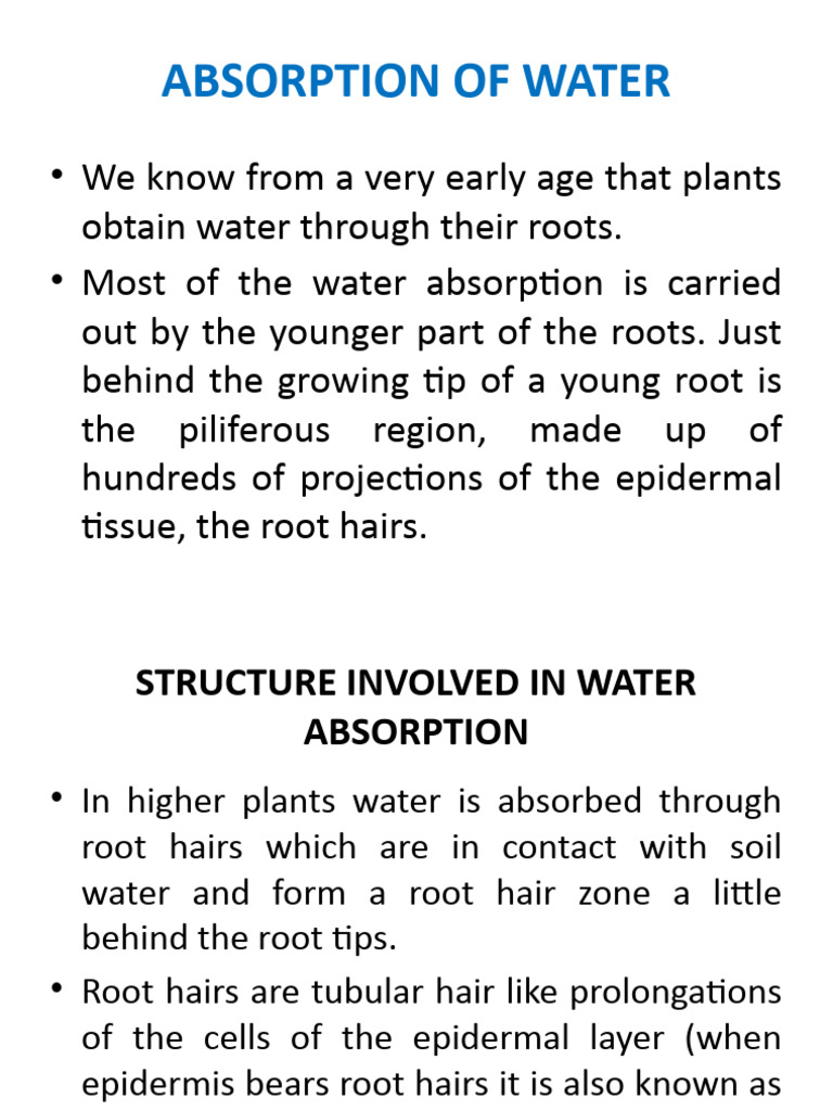 Absorption of Water | PDF | Root | Tissue (Biology)
