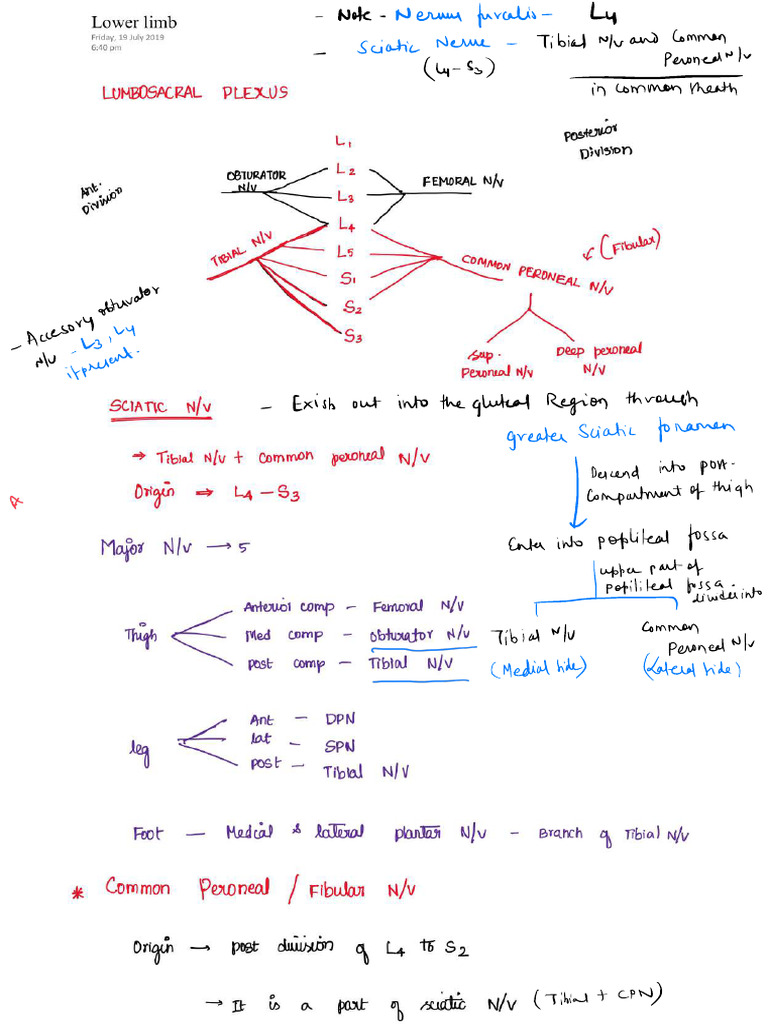 Anatomy Lower Limb By Dr Azam Pdf Human Leg Human Anatomy