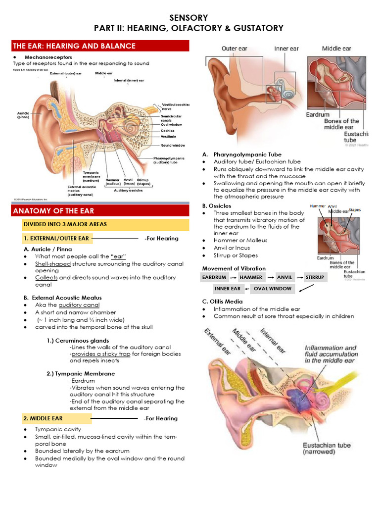 Special Senses Part II - Pearsons | PDF | Ear | Hearing