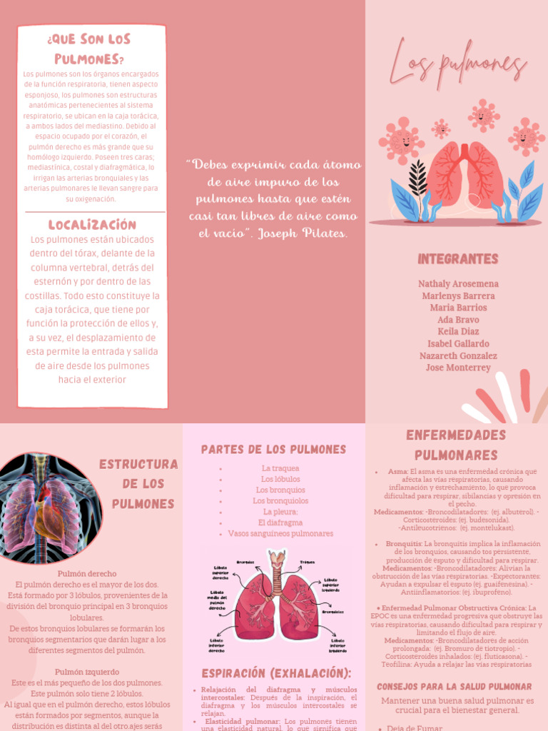Los Pulmones | PDF | Pulmón | Sistema respiratorio
