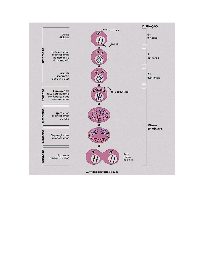 Fases Da Mitose | PDF