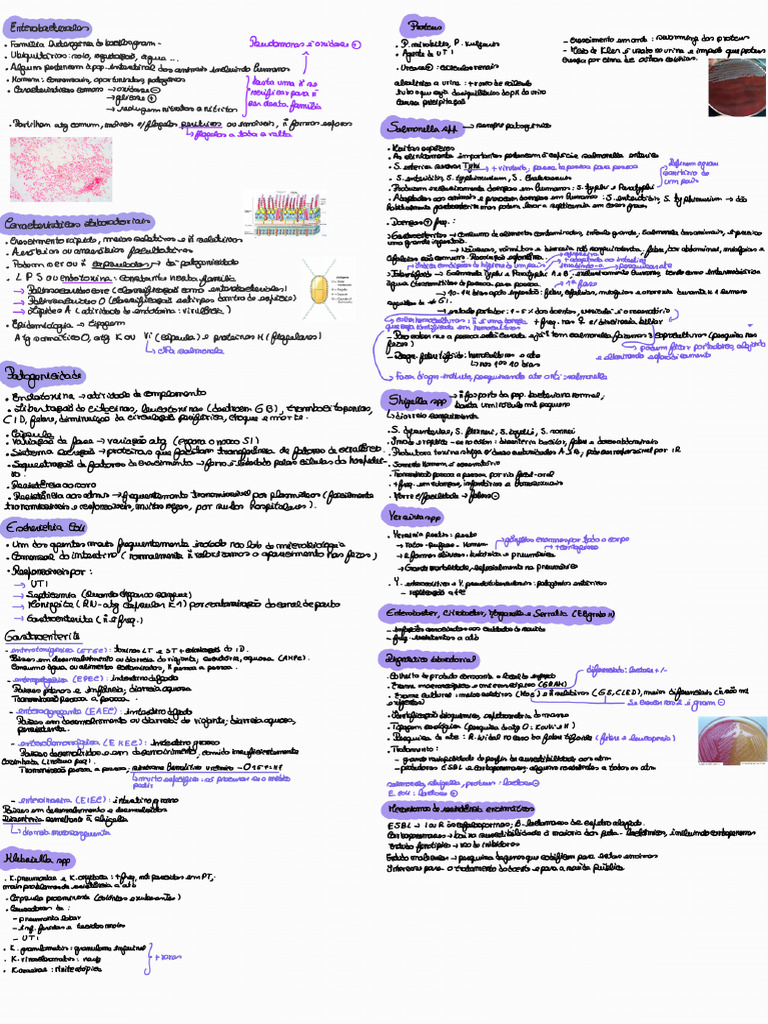 T7 - Enterobacterales - 231102 - 150219 | PDF