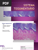 Origen Embrionario de los Tejidos Humanos | PDF | Embrión | Biología ...