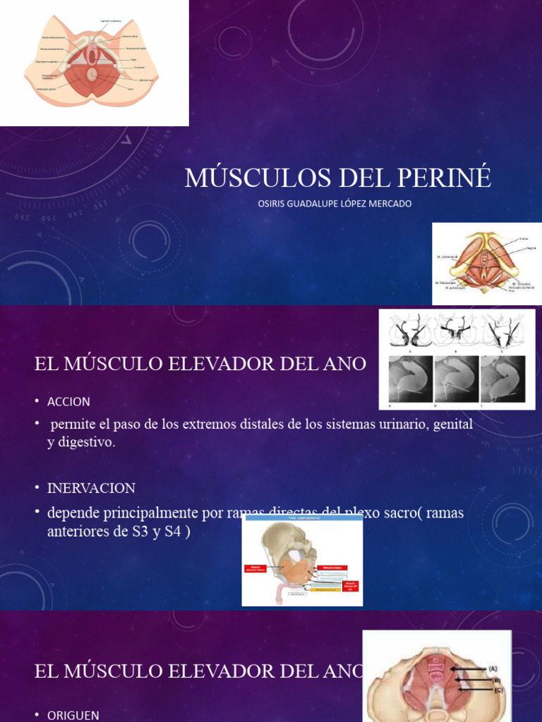 Músculos Del Periné-1 | PDF