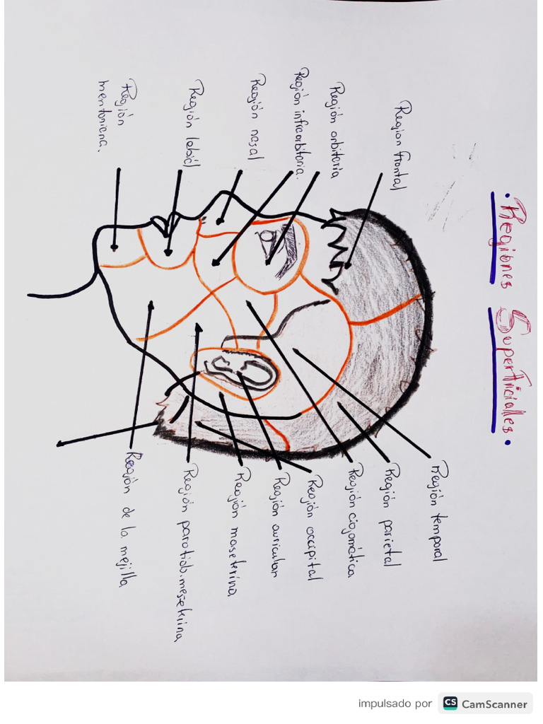 Regiones Superficiales de La Cara | PDF