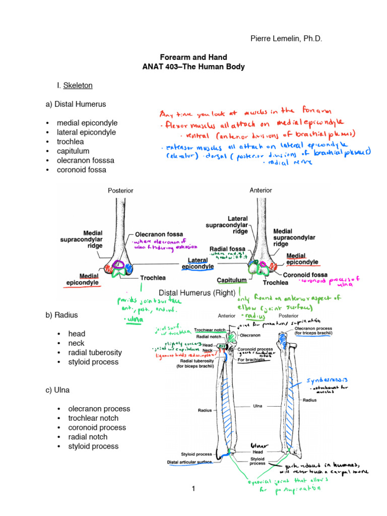 Forearm and Hand | PDF | Anatomical Terms Of Motion | Thumb