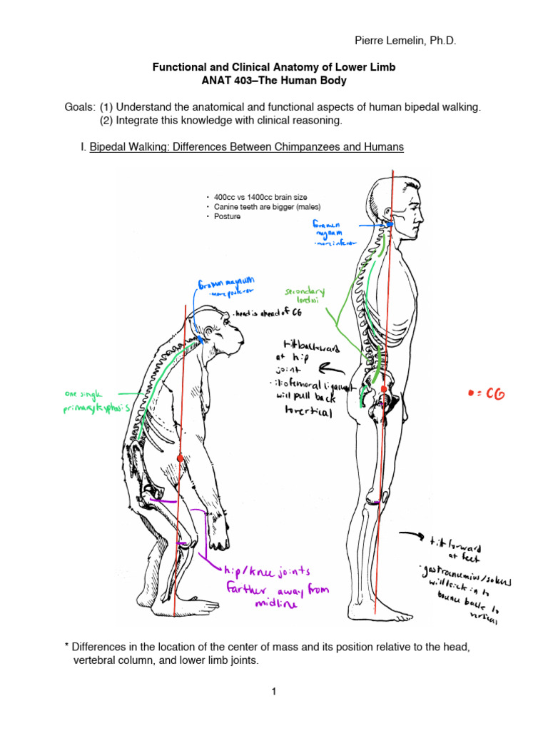 Functional and Clinical Anatomy of Lower Limb Lecture | PDF | Human Leg ...