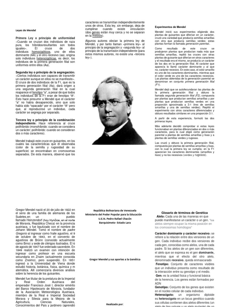 Gregor Mendel Nació El | PDF | Dominancia (Genética) | Cigosidad