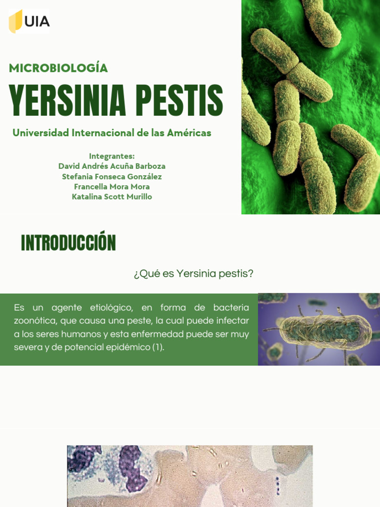 Yersinia pestis: Causas y Tipos de Peste | PDF | Enfermedades y ...