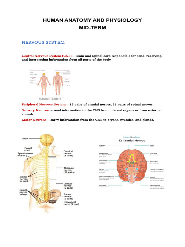 NERVOUS SYSTEM NOTES | PDF | Central Nervous System | Nervous System