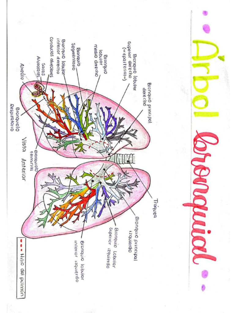 Anatomia de Los Pulmones | PDF