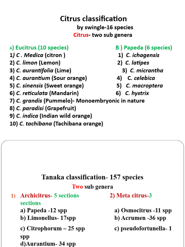 Citrus -PPT | PDF | Orange (Fruit) | Citrus