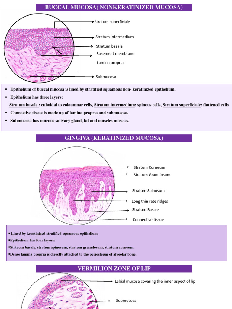Oral Mucosa Diagrams | PDF | Epithelium | Animal Anatomy