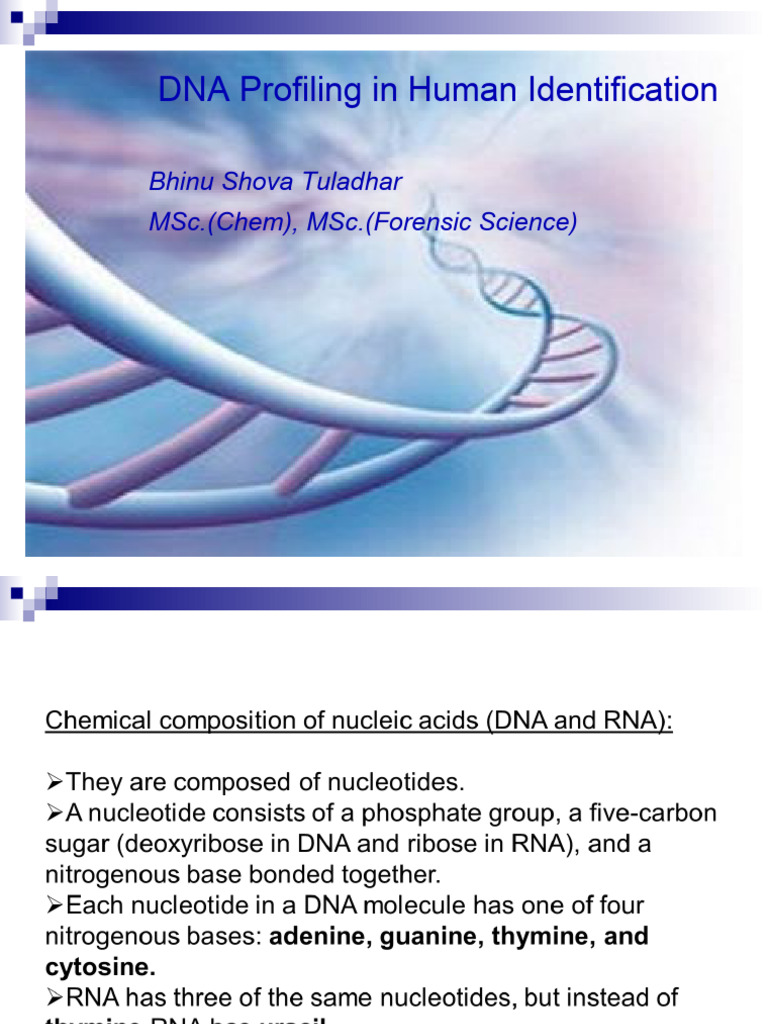 Dna Profiling in Human Identification: Bhinu Shova Tuladhar Msc. (Chem ...