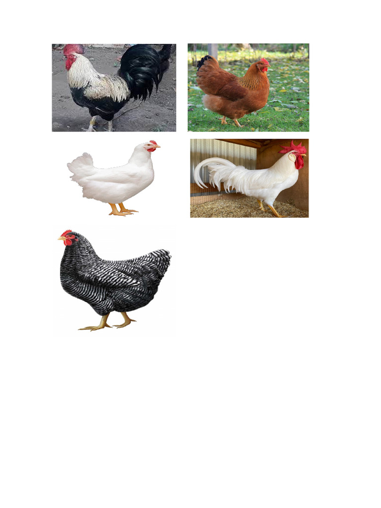 New Document 1 | PDF