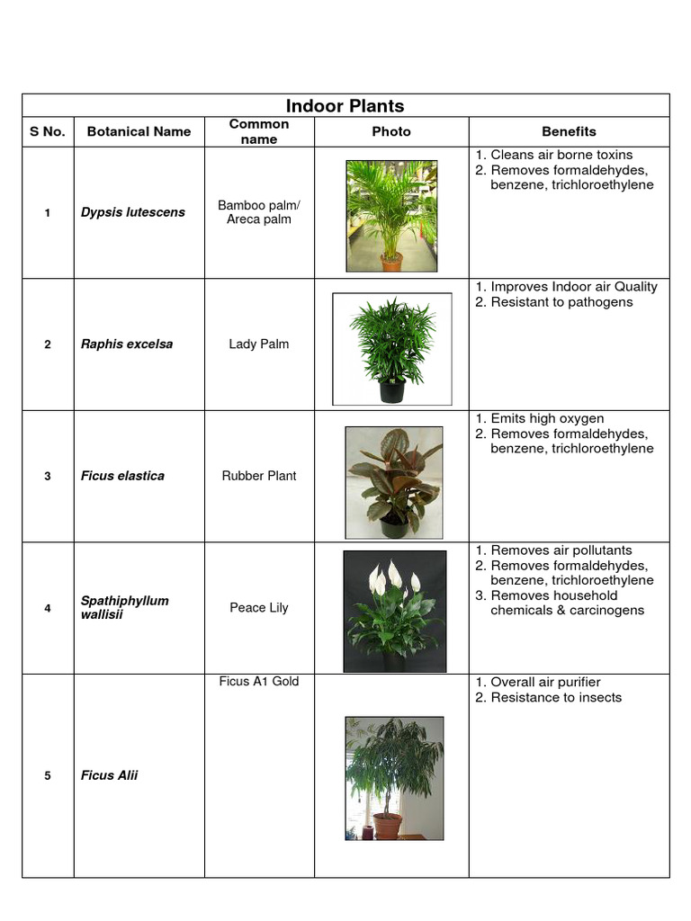 Indoor Plants: Names and Benefits Guide | PDF