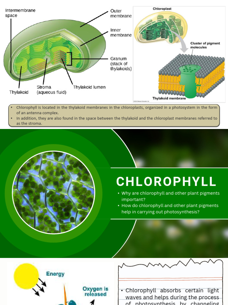 chlorophyll | PDF | Photosynthesis | Chlorophyll
