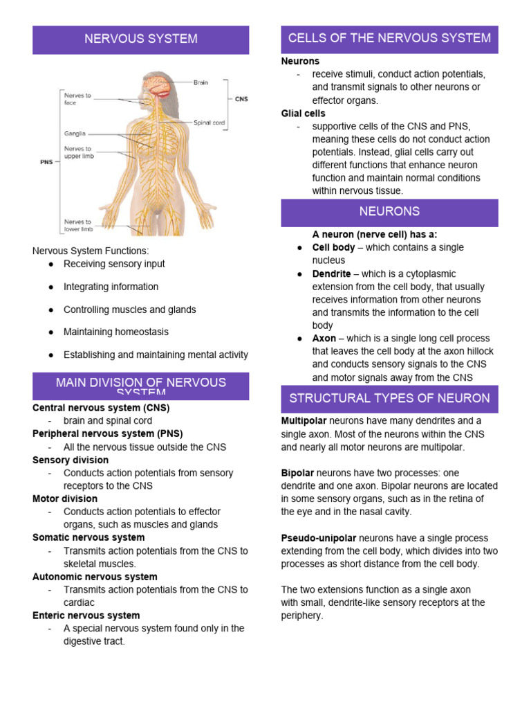 Anaphy Reviewer (Semi Finals) | Download Free PDF | Motor Neuron | Nervous System