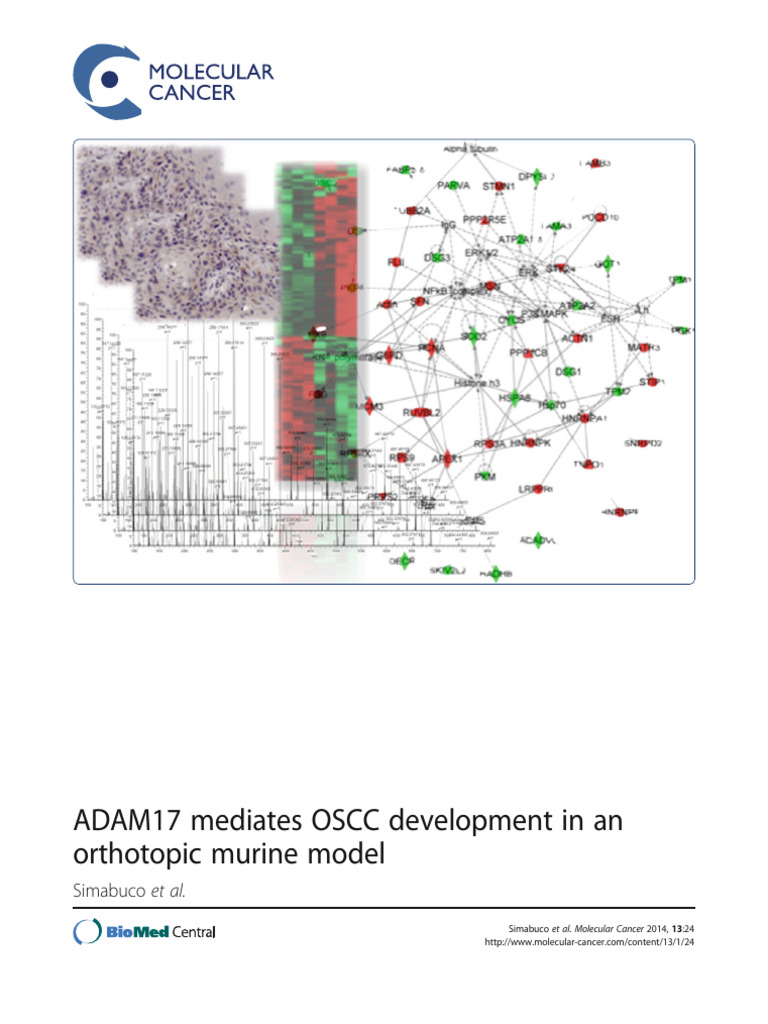 ADAM17 Mediates OSCC Development | PDF | Epidermal Growth Factor ...
