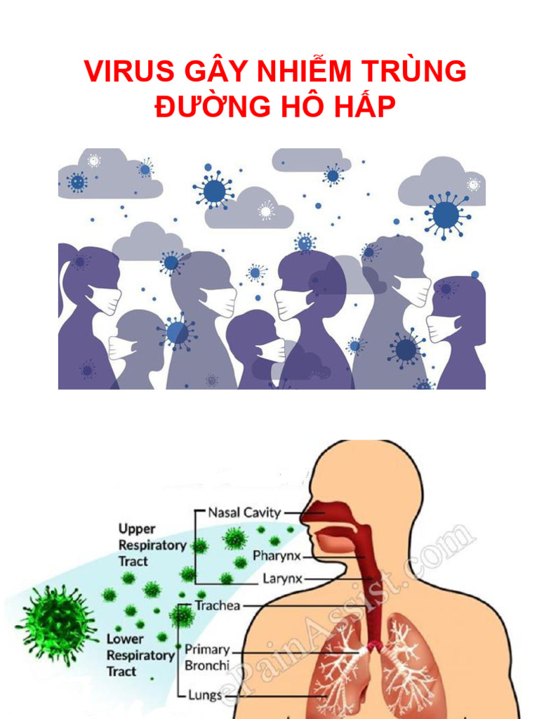 Y2 M8 Virus NT Ho Hap-SV | PDF