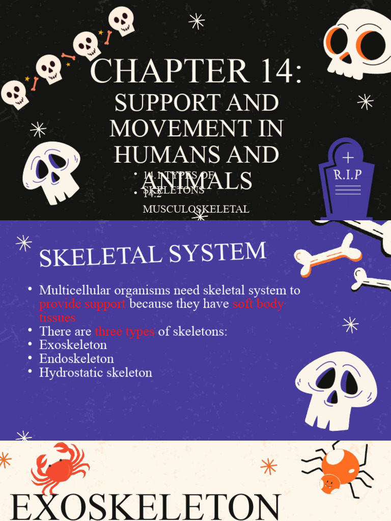 Chapter 14 Support and Movement in Humans and Animals | PDF | Vertebra ...