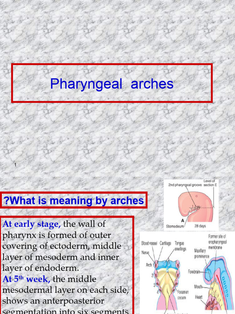 Pharyngeal Arches | PDF | Tongue | Parathyroid Gland
