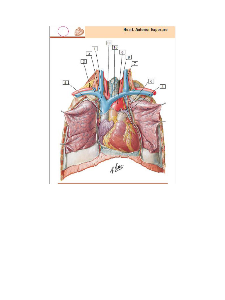Corazon y Pulmon | PDF