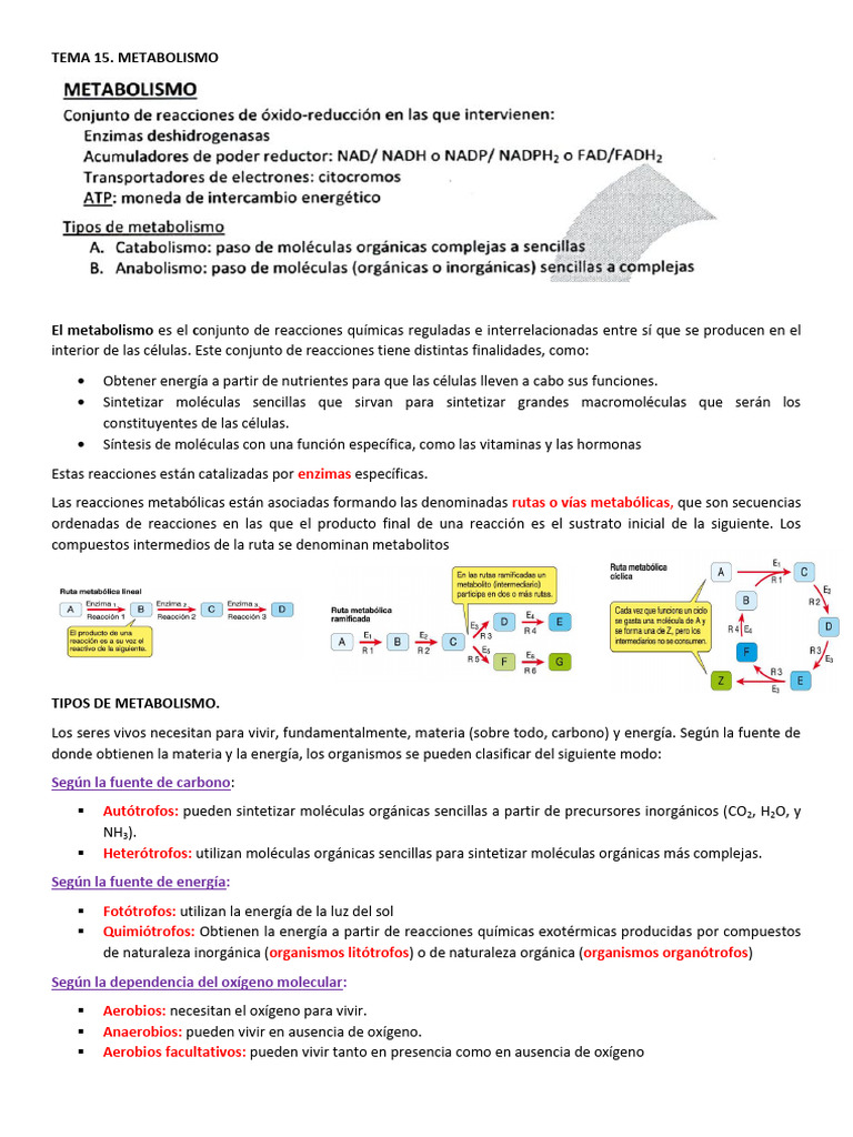 Tema 15. Introducción Al Metabolismo | PDF | Trifosfato de adenosina | Redox