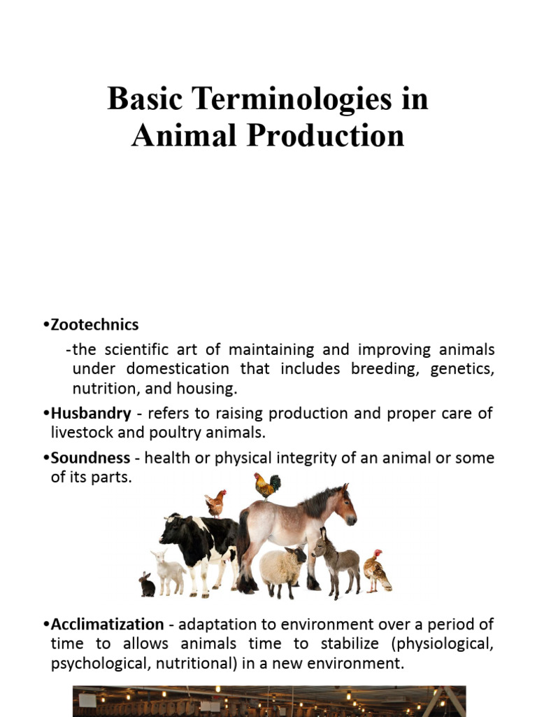 Basic Terminologies in Animal Production | PDF | Chicken | Reproduction