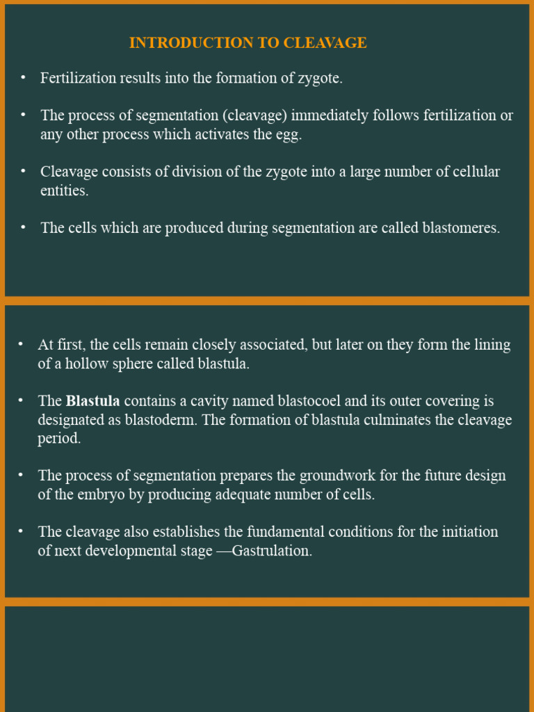 Cleavage and Blastula Formation Explained | PDF