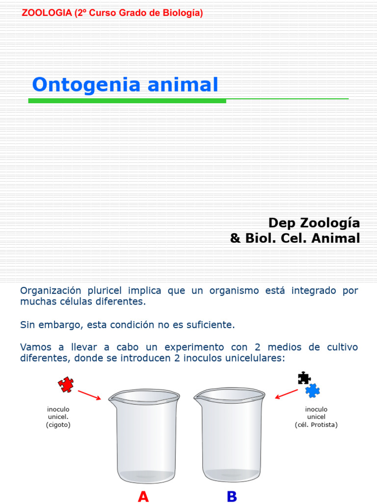 Etapas de la Ontogenia Animal | PDF | Biología del desarrollo ...