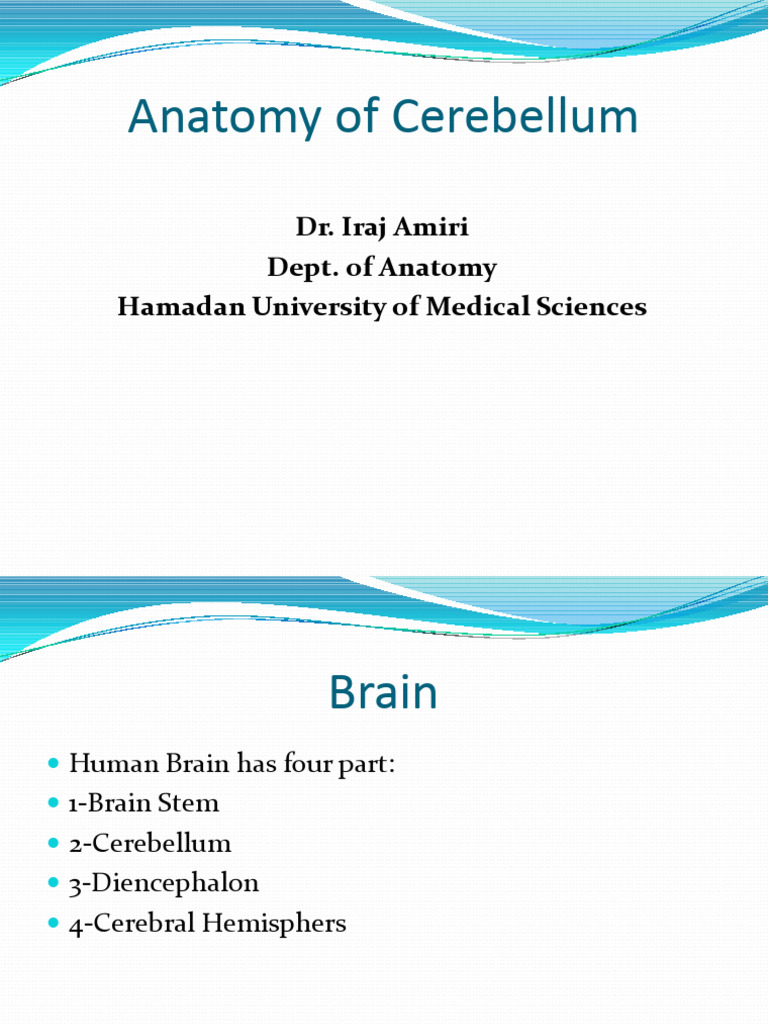 Cerebellum | PDF | Cerebellum | Organ (Anatomy)