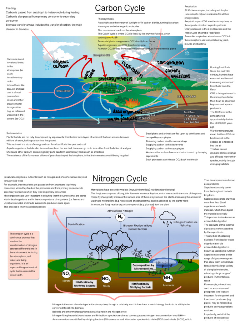 Carbon And Nitrogen Cycle | PDF