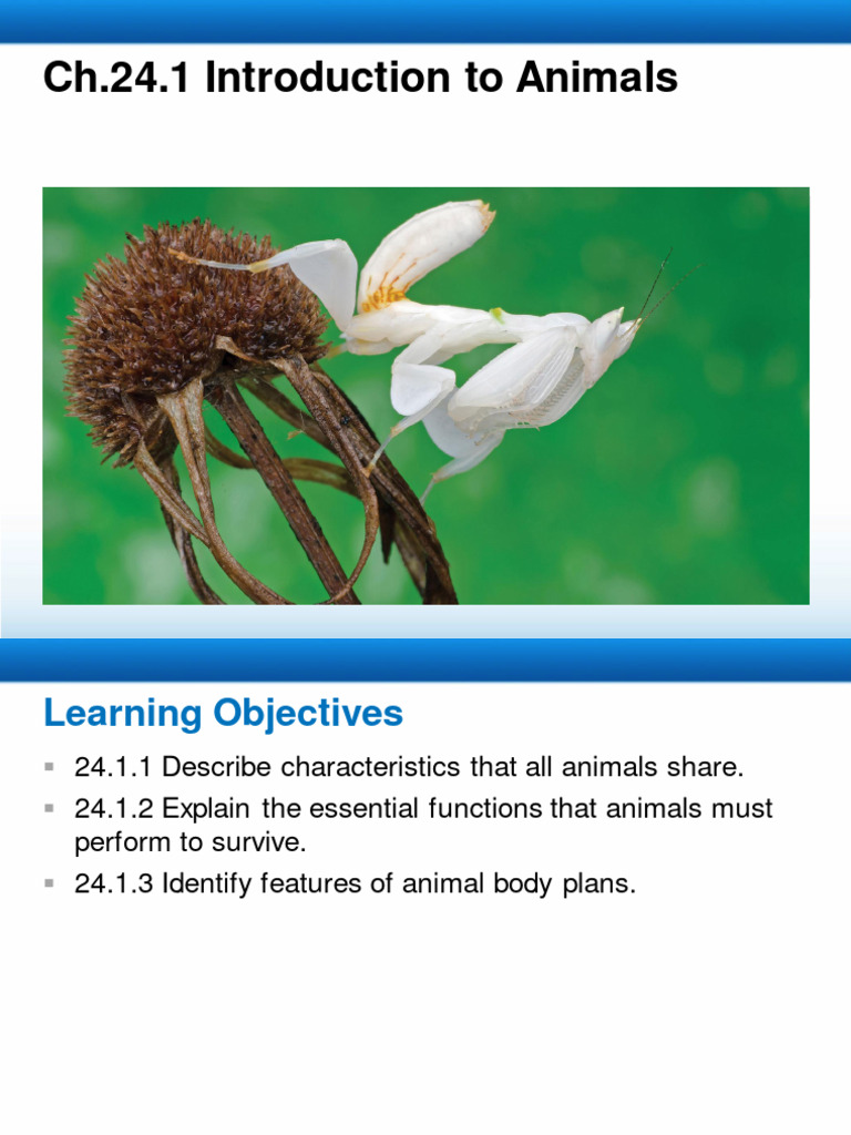 Ch.24.1 Intro To Animals | PDF | Embryo | Invertebrate