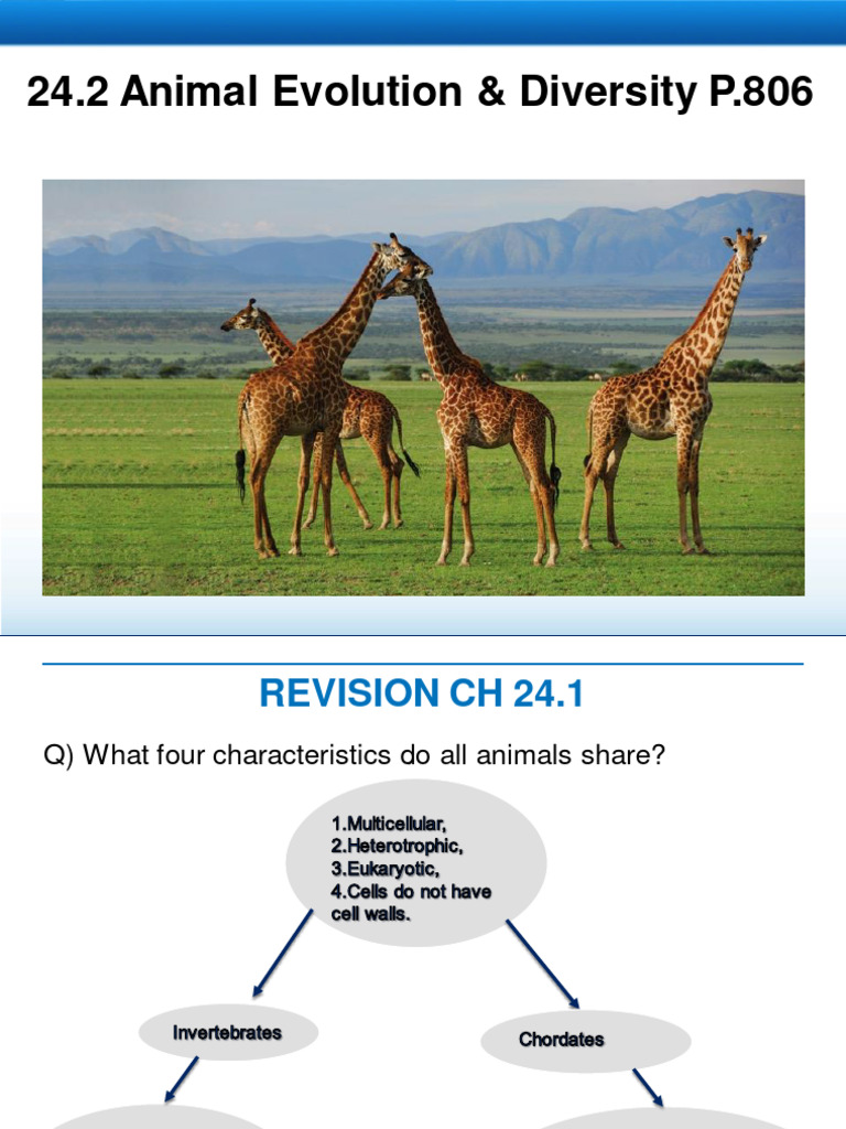Animal Evolution and Diversity Overview | PDF | Invertebrate | Skeleton