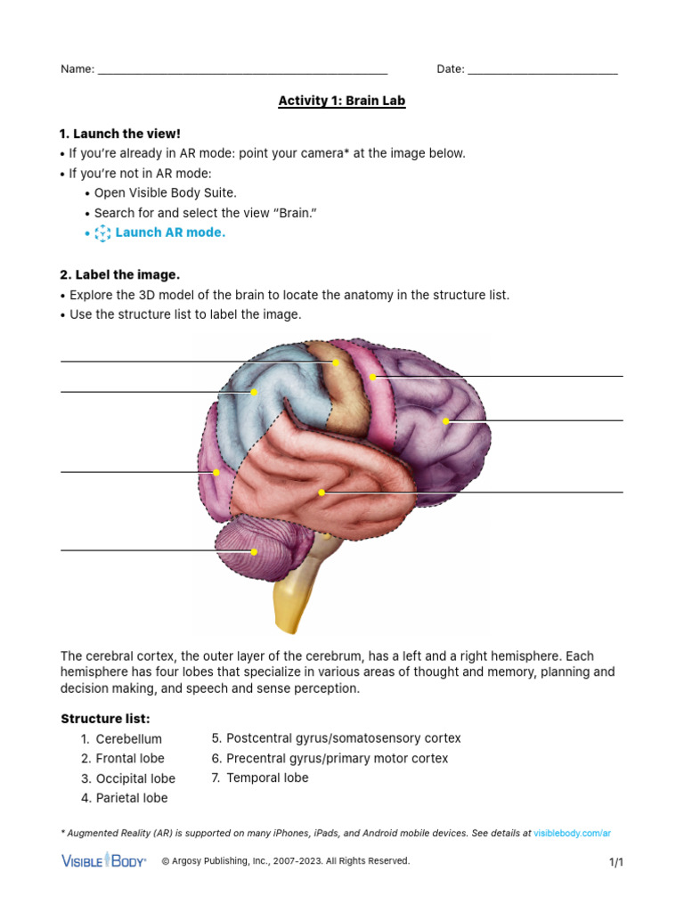 Brain Anatomy Lab Activities Guide | PDF | Brainstem | Limbic System