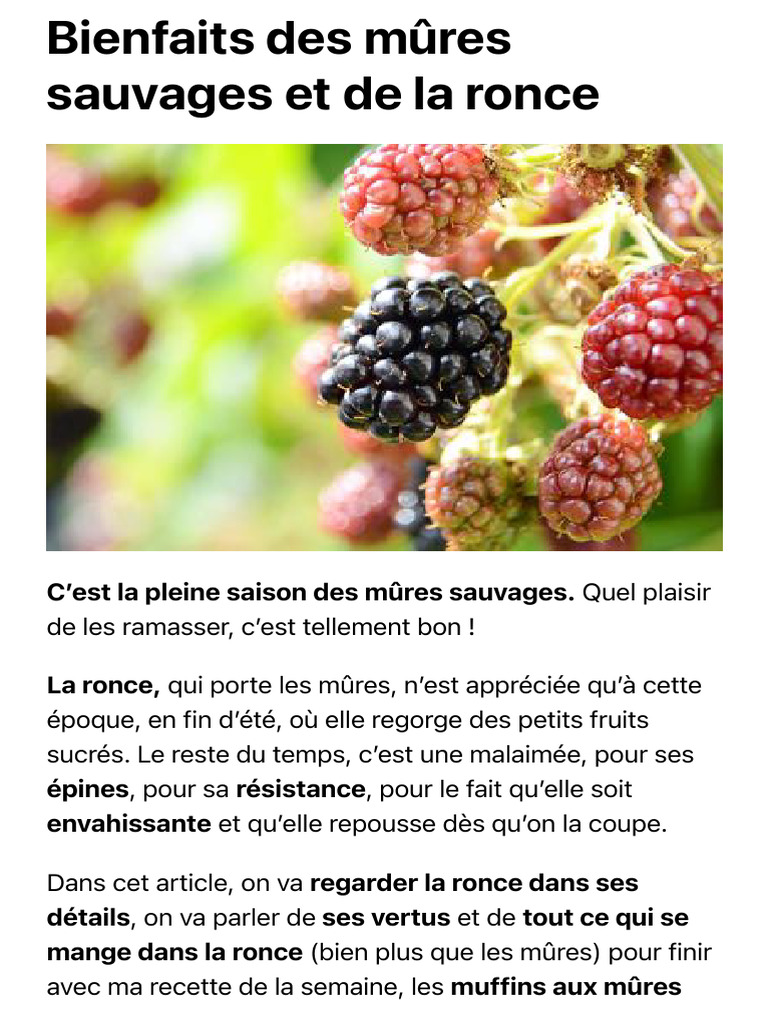 Bienfaits des mûres sauvages et ronces | PDF | Plantes | Botanique