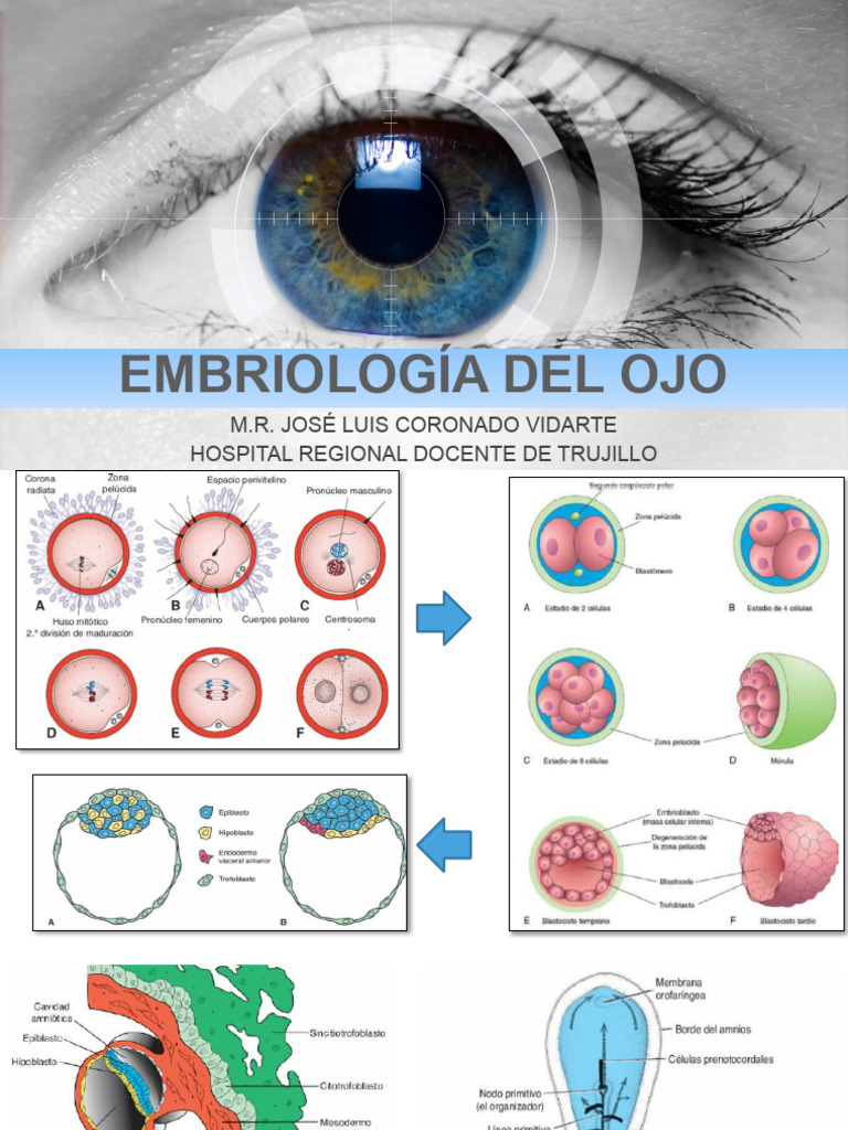 Embriología del Ojo y sus Estructuras | PDF